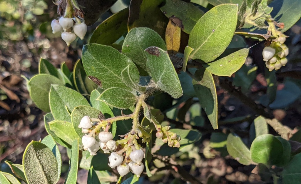 Manzanita (Arctostaphylos)