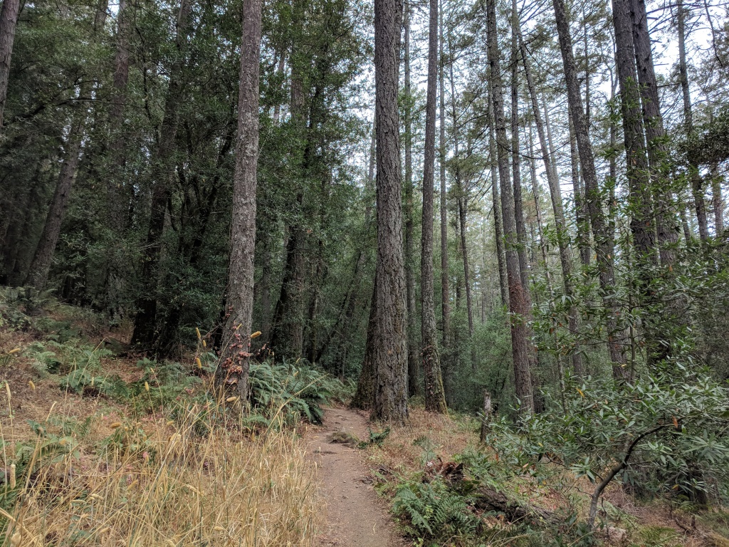 Ascending through the forest