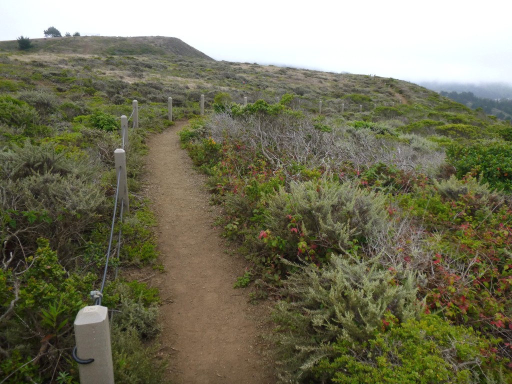 Fences protecting butterfly habitat